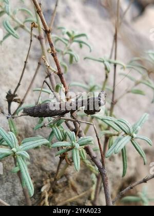Grey Mantis (Ameles decolor Stock Photo - Alamy
