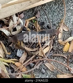 Old World Soapberry Bugs (Leptocoris Stock Photo - Alamy