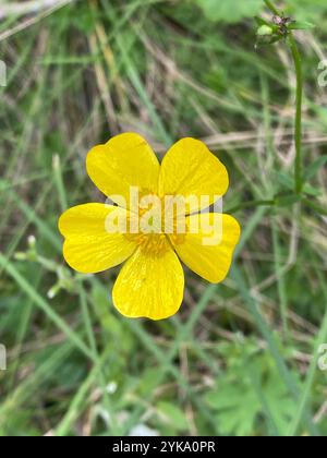 Australian Buttercup (Ranunculus lappaceus Stock Photo - Alamy
