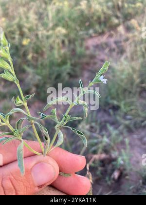 Mintweed (Salvia reflexa Stock Photo - Alamy
