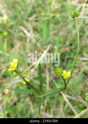 woodland buttercup (Ranunculus uncinatus Stock Photo - Alamy