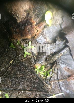 Floating Crystalwort (Riccia fluitans Stock Photo - Alamy