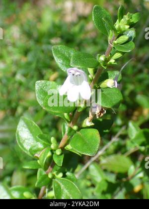 Georgia calamint (Clinopodium carolinianum Stock Photo - Alamy