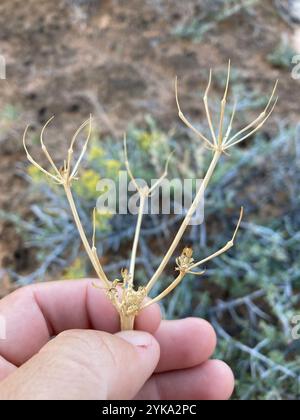 Utah Desertparsley (Lomatium parryi Stock Photo - Alamy