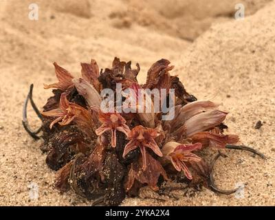California Broomrape (Aphyllon californicum Stock Photo - Alamy