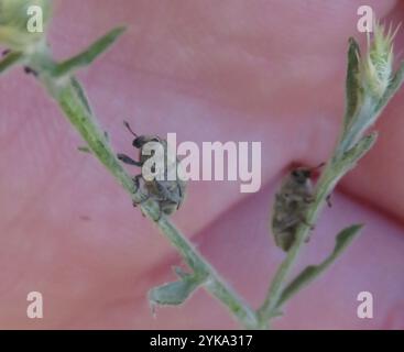Lesser Knapweed Flower Weevil (Larinus minutus Stock Photo - Alamy