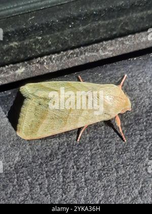 Subflexus Straw Moth (Chloridea subflexa Stock Photo - Alamy