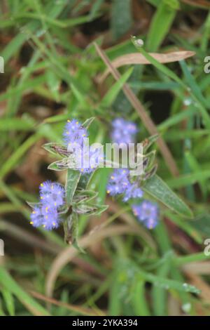 Blue Ears (Cyanotis Stock Photo - Alamy