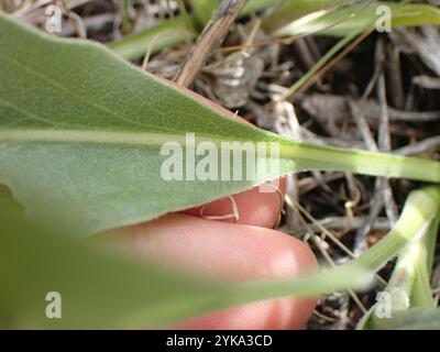 Large-flower Goldenweed (Pyrrocoma carthamoides Stock Photo - Alamy