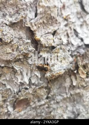 Saddleback Harvestman (Mitopus morio Stock Photo - Alamy