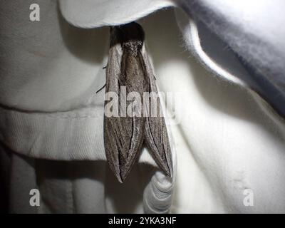 Vashti Sphinx (Sphinx vashti Stock Photo - Alamy