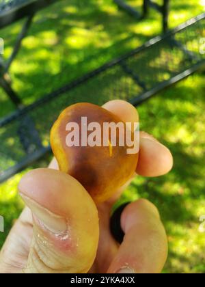 Orange Bile Mushroom (Russula mutabilis Stock Photo - Alamy