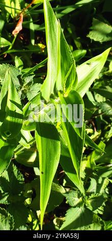 small carpetgrass (Arthraxon hispidus Stock Photo - Alamy