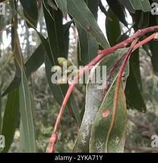 Long-leaved Box (Eucalyptus goniocalyx Stock Photo - Alamy