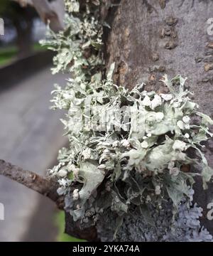 cartilage lichen (Ramalina celastri Stock Photo - Alamy