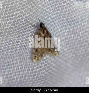 Many-spotted Scoparia Moth (Scoparia basalis Stock Photo - Alamy