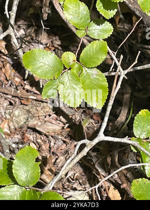 Common Spotted Whiptail (Aspidoscelis gularis Stock Photo - Alamy