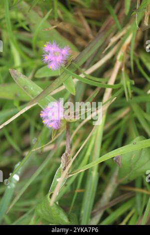 Blue Ears (Cyanotis Stock Photo - Alamy