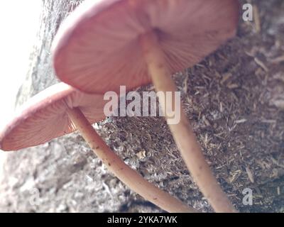 purple-edge bonnet (Mycena purpureofusca Stock Photo - Alamy