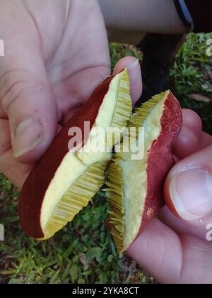 Ruby Bolete (Hortiboletus rubellus Stock Photo - Alamy