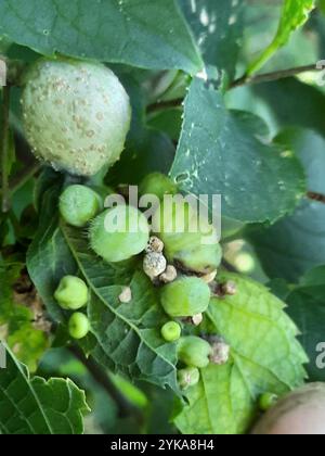 Hackberry Petiole Gall Psyllid (Pachypsylla venusta Stock Photo - Alamy