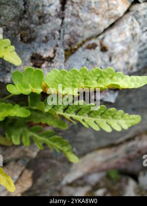 irregular polypody (Polypodium amorphum Stock Photo - Alamy
