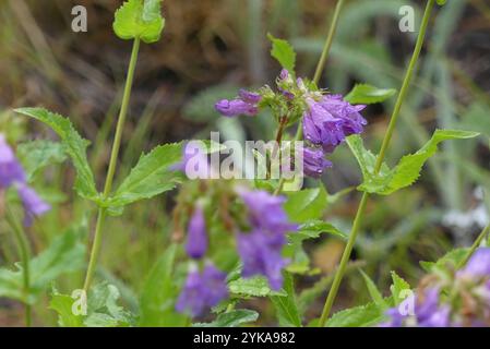 Cascade Beardtongue (Penstemon serrulatus Stock Photo - Alamy