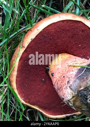 Red-mouth Bolete (Neoboletus subvelutipes Stock Photo - Alamy