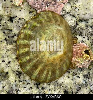 Plate Limpet (Lottia scutum Stock Photo - Alamy