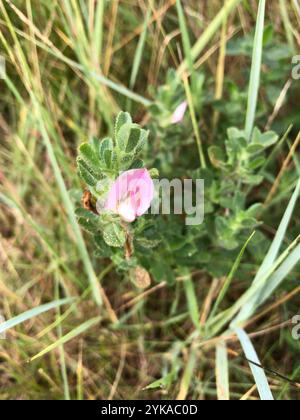 common restharrow (Ononis spinosa procurrens Stock Photo - Alamy