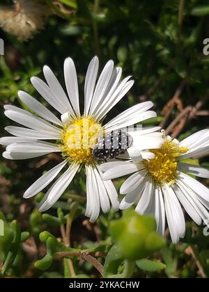 Common Dotted Fruit Chafer (Oxythyrea marginalis) Insecta Stock Photo ...