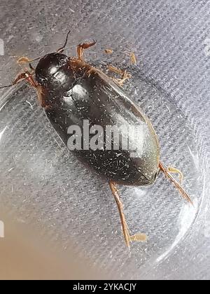 large-grooved diving beetle (Colymbetes fuscus Stock Photo - Alamy