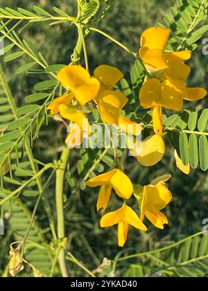 bigpod sesbania (Sesbania herbacea Stock Photo - Alamy