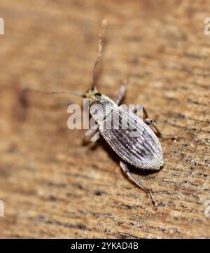 Asian Oak Weevil (Cyrtepistomus castaneus Stock Photo - Alamy