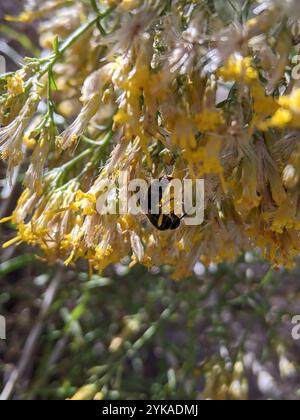 Tiphiid Flower Wasps (Tiphiidae Stock Photo - Alamy