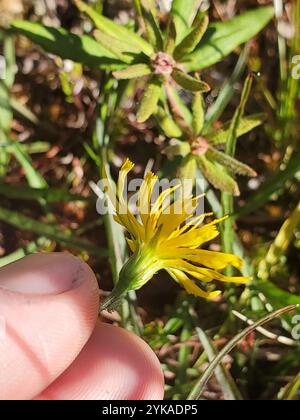 northern microseris (Microseris borealis Stock Photo - Alamy