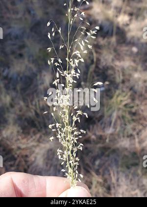 Pine Dropseed (Muhlenbergia tricholepis Stock Photo - Alamy