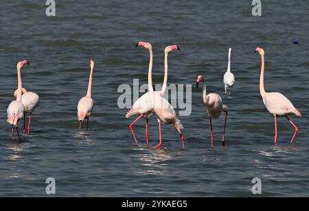 Kuwait City, Kuwait. 16th Nov, 2024. Flamingos are pictured in Kuwait ...