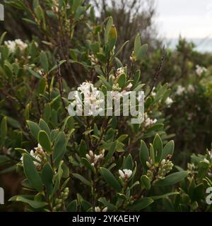 coastal beard-heath (Leucopogon parviflorus Stock Photo - Alamy