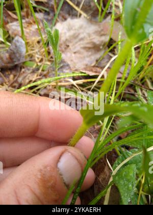 rose twisted-stalk (Streptopus lanceolatus Stock Photo - Alamy