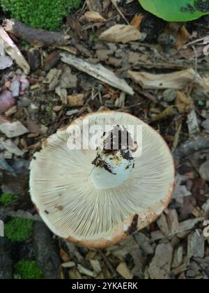 Fishbiscuit Russula (Russula compacta Stock Photo - Alamy