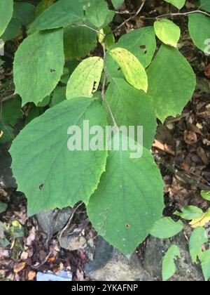 Styrax grandifolius Styrax grandifolius Stock Photo - Alamy