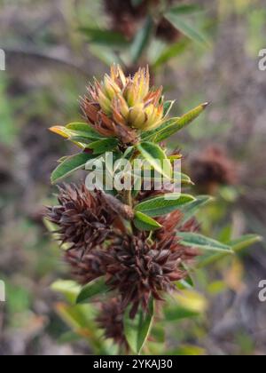 round-headed bush clover (Lespedeza capitata Stock Photo - Alamy