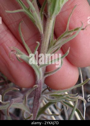 Deer Paintbrush (Castilleja cervina Stock Photo - Alamy