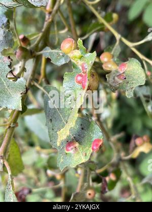Willow Apple Gall Sawfly (Euura californica Stock Photo - Alamy