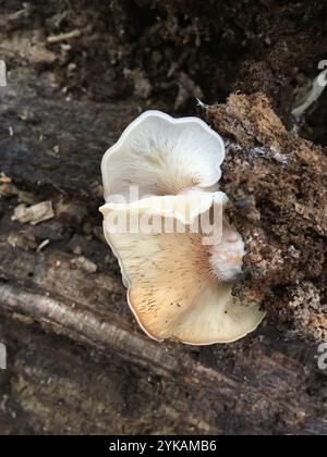 bear lentinus (Lentinellus ursinus Stock Photo - Alamy