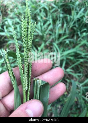 (Paspalum pubiflorum glabrum Stock Photo - Alamy