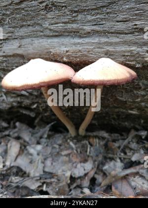 purple-edge bonnet (Mycena purpureofusca Stock Photo - Alamy