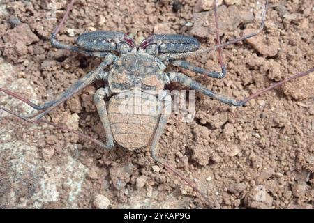 Common Whipspider (Damon variegatus Stock Photo - Alamy