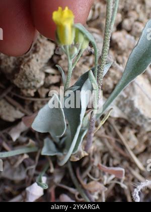 Douglas' Bladderpod (Physaria douglasii Stock Photo - Alamy